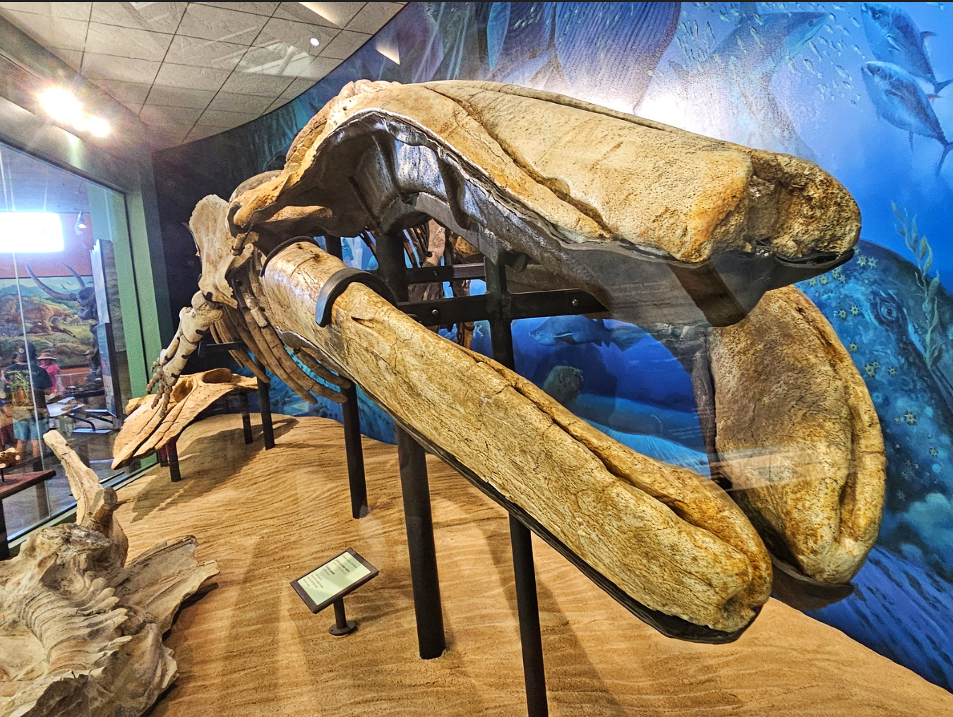 Dinosaurs, Deserts, and Discoveries: Exploring The Nat in Balboa Park ...