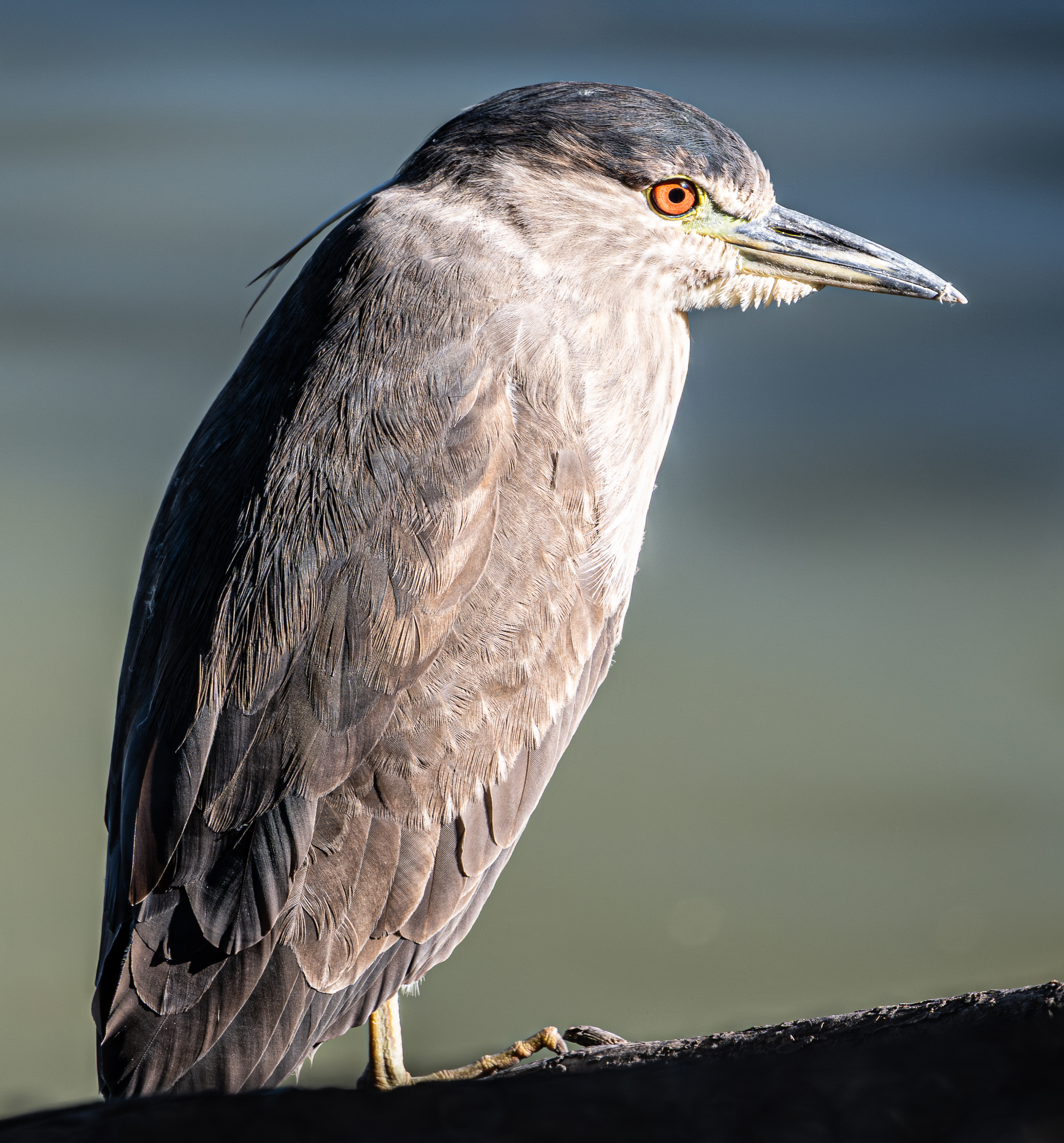 Lindo Lake County Park: Lakeside’s Natural & Community Haven ...