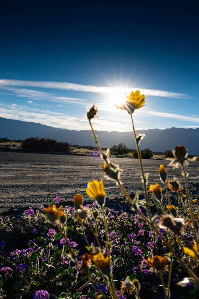 Henderson Canyon Bloom: A Desert Wildflower Surprise in Anza-Borrego ...