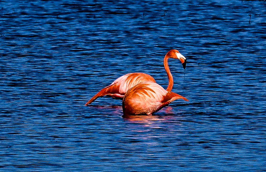 Flamingos in San Diego Bay: Rare Sightings Along a Familiar Shoreline ...